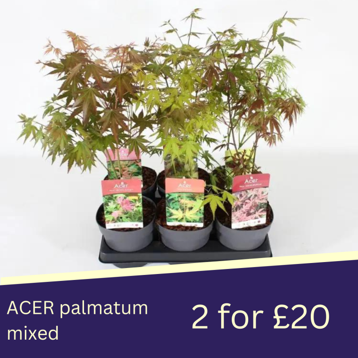 Thirsk Garden Centre | garden centre in North Yorkshire