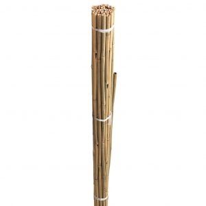Bamboo Cane 4ft Pack Of 20 - Thirsk Garden Centre