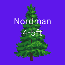 NORDMAN TREE 4-5ft / 120-150cm - Thirsk Garden Centre