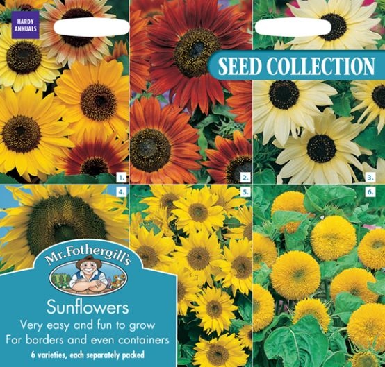 UK/FO-SUNFLOWERS COLLECTION - Thirsk Garden Centre